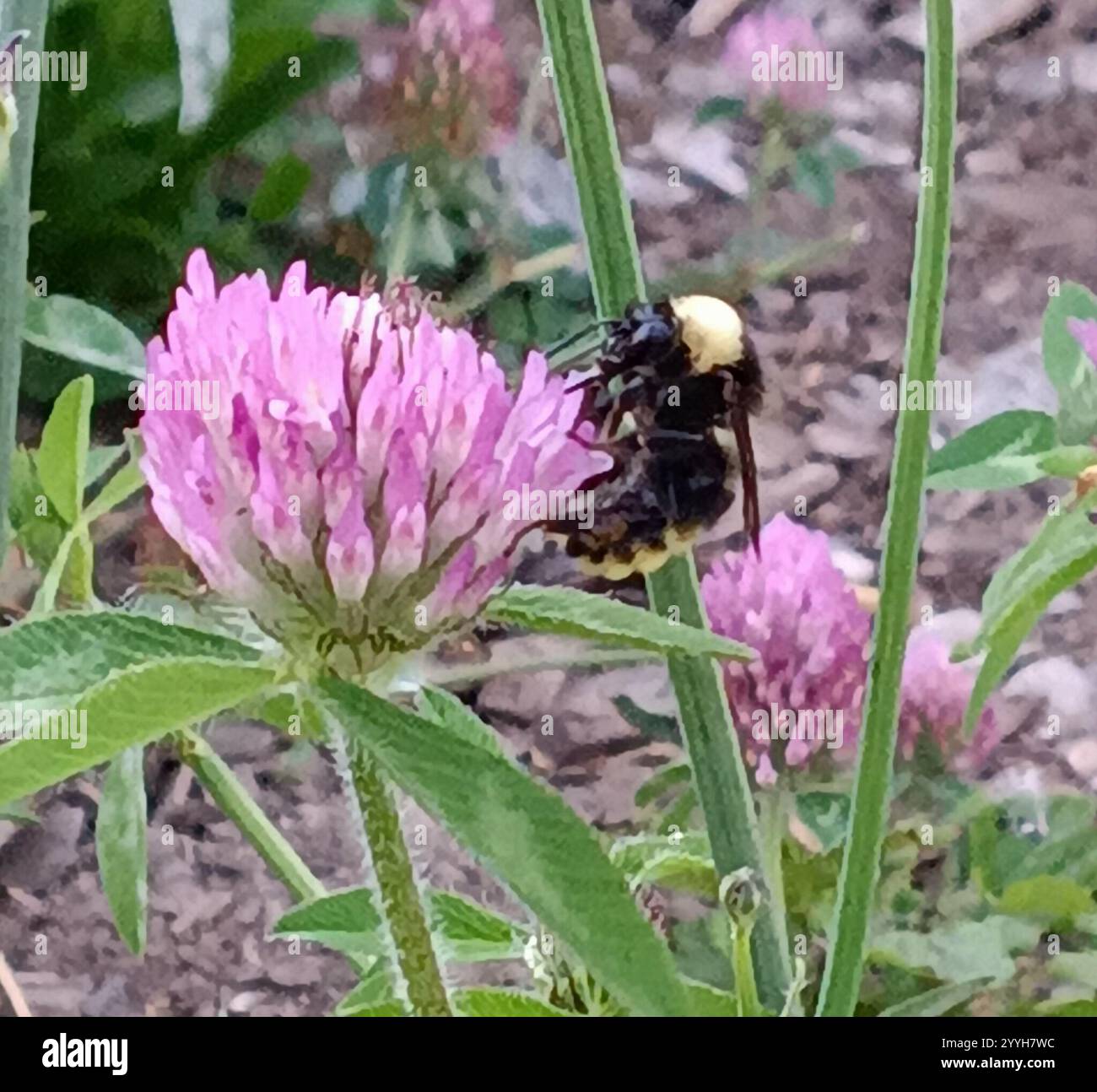 California Bumble Bee (Bombus californicus Stock Photo - Alamy