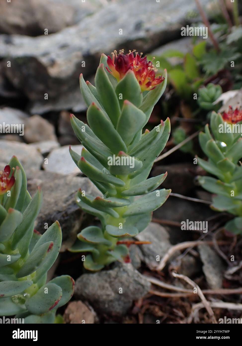western roseroot (Rhodiola integrifolia Stock Photo - Alamy