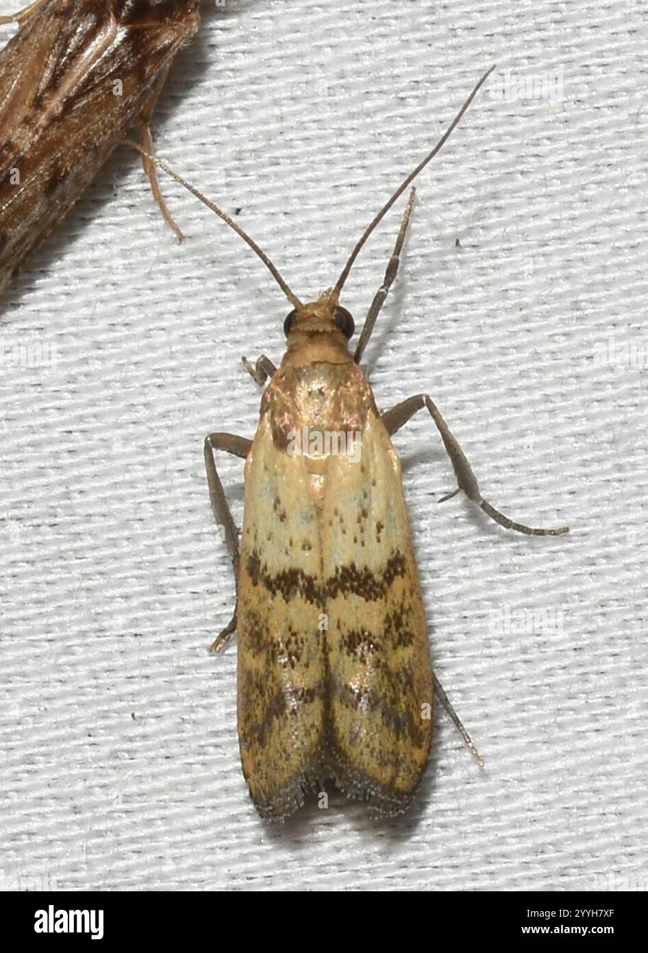 Indian-Meal Moth (Plodia interpunctella Stock Photo - Alamy