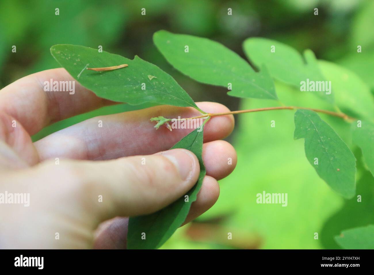 creeping snowberry (Symphoricarpos mollis Stock Photo - Alamy