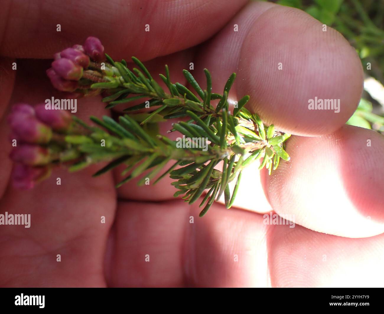 pink mountainheath (Phyllodoce empetriformis Stock Photo - Alamy