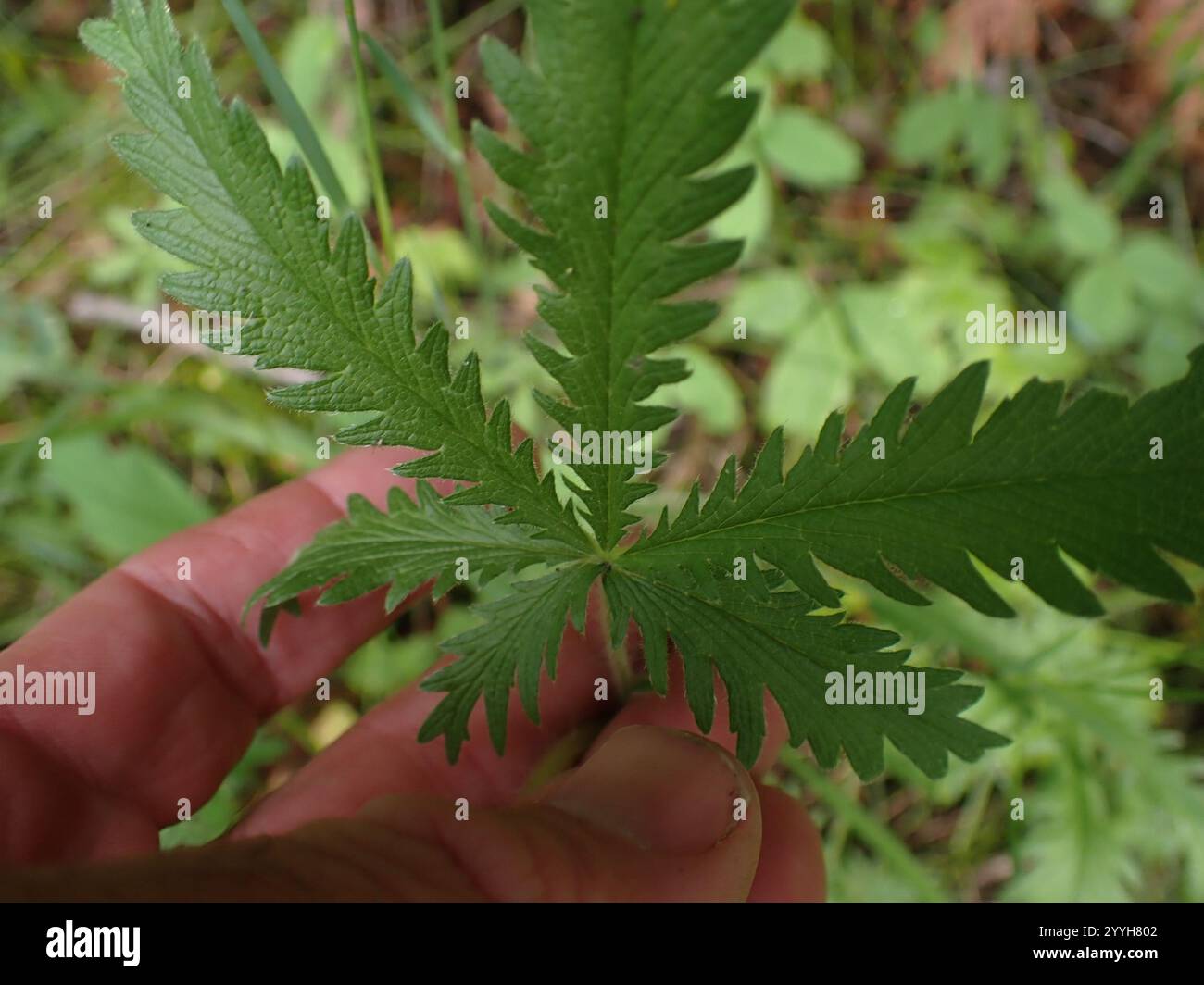 slender cinquefoil (Potentilla gracilis Stock Photo - Alamy