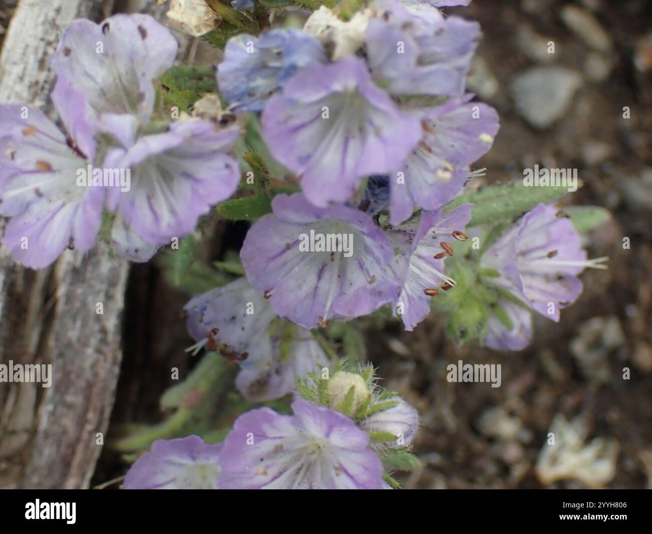 Linearleaf Phacelia (Phacelia linearis Stock Photo - Alamy