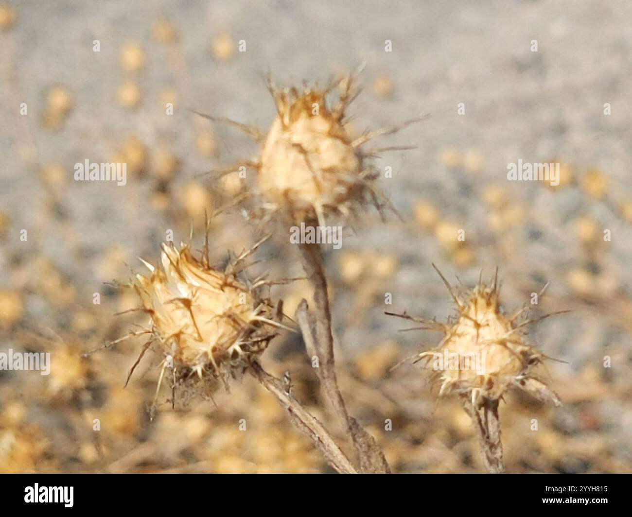 Maltese star-thistle (Centaurea melitensis Stock Photo - Alamy
