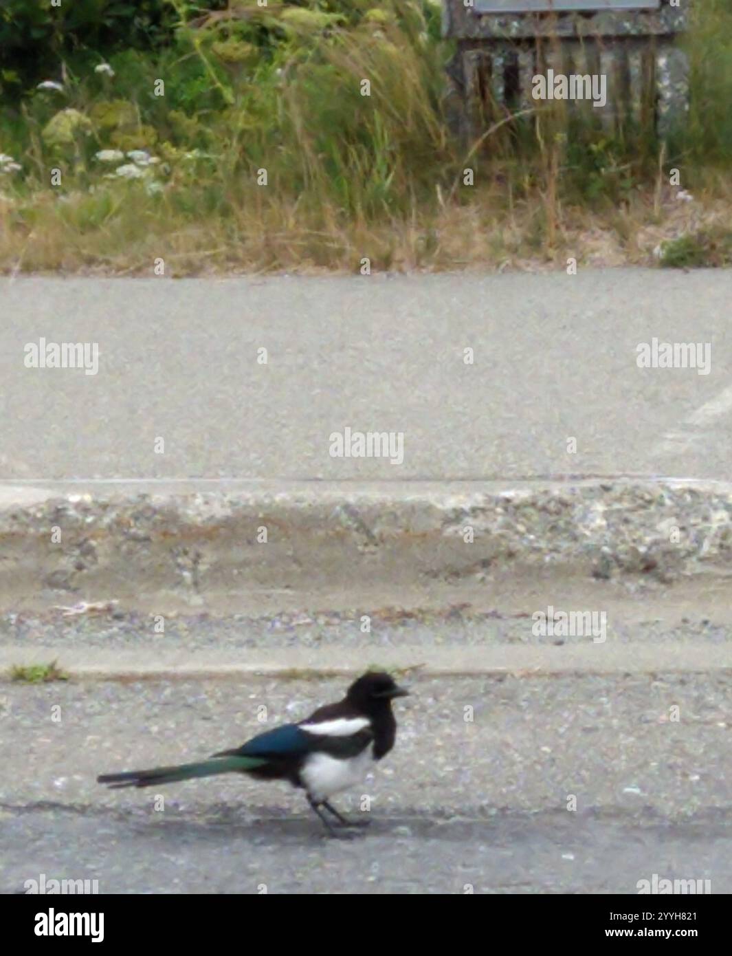 Black-billed Magpie (Pica hudsonia Stock Photo - Alamy