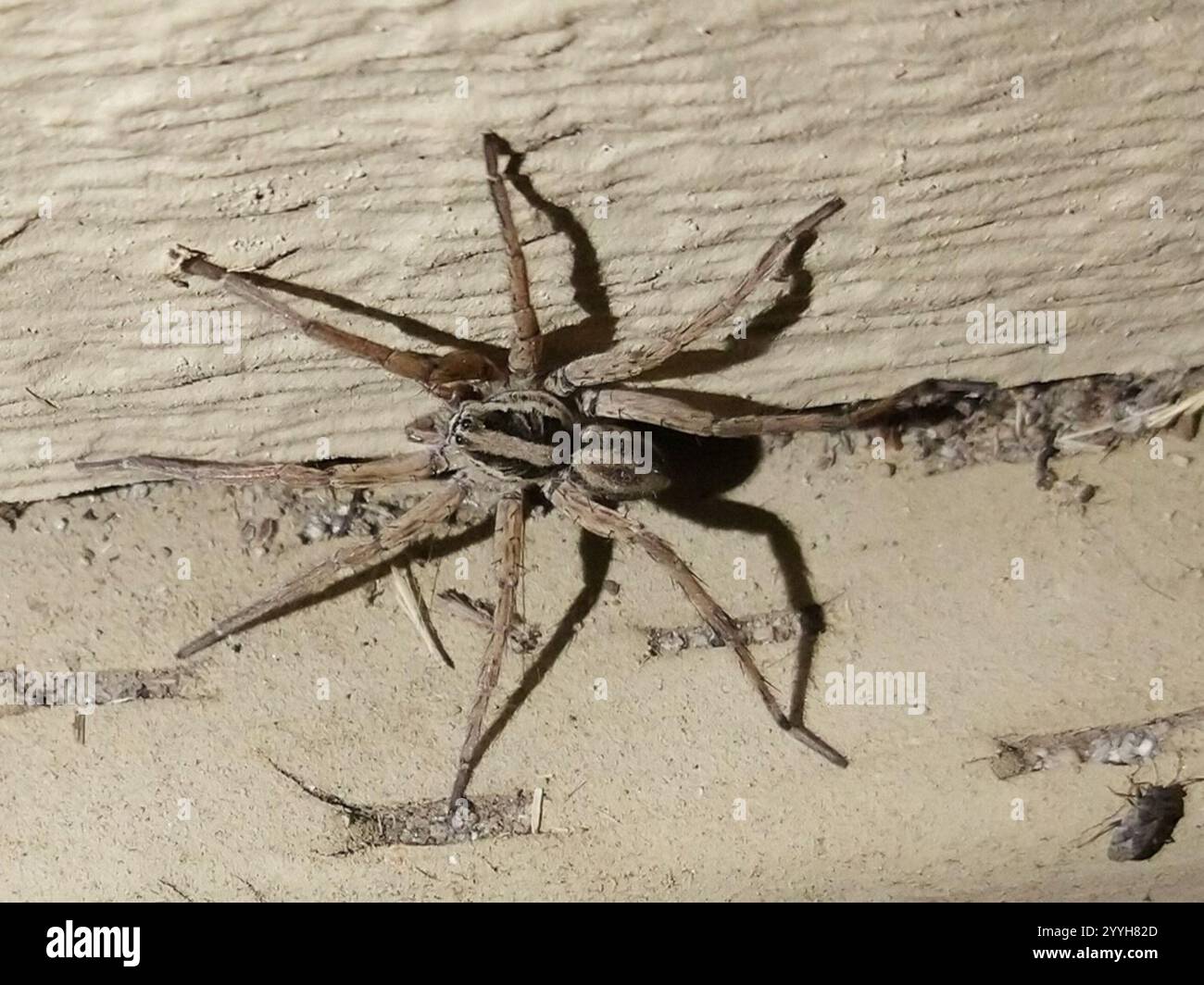 McCook's Split Wolf Spider (Schizocosa mccooki Stock Photo - Alamy
