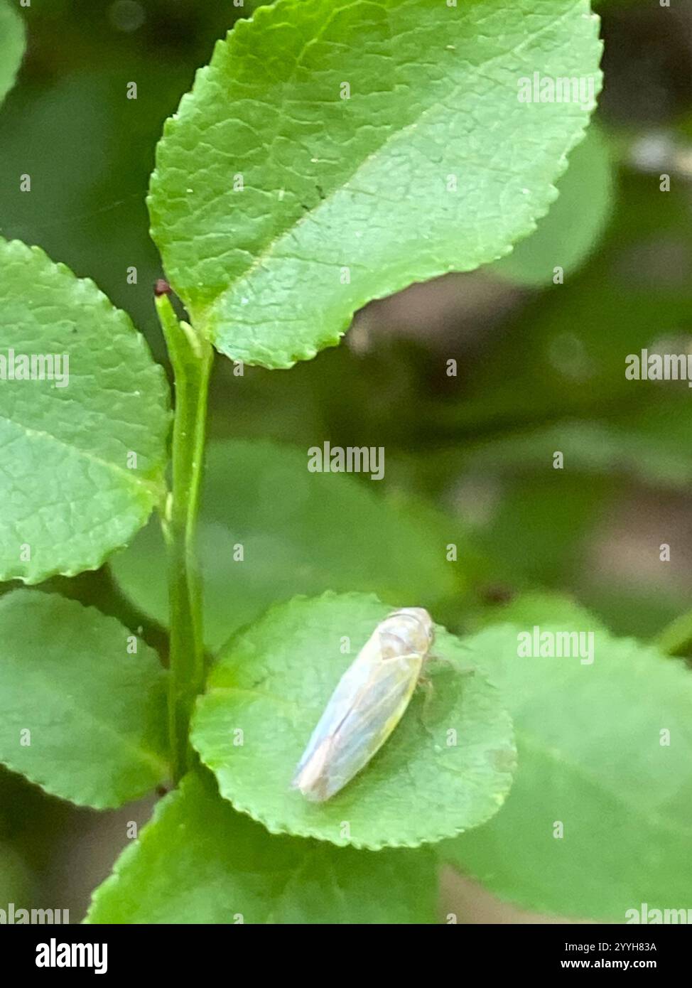 Typical Leafhoppers (Cicadellidae Stock Photo - Alamy