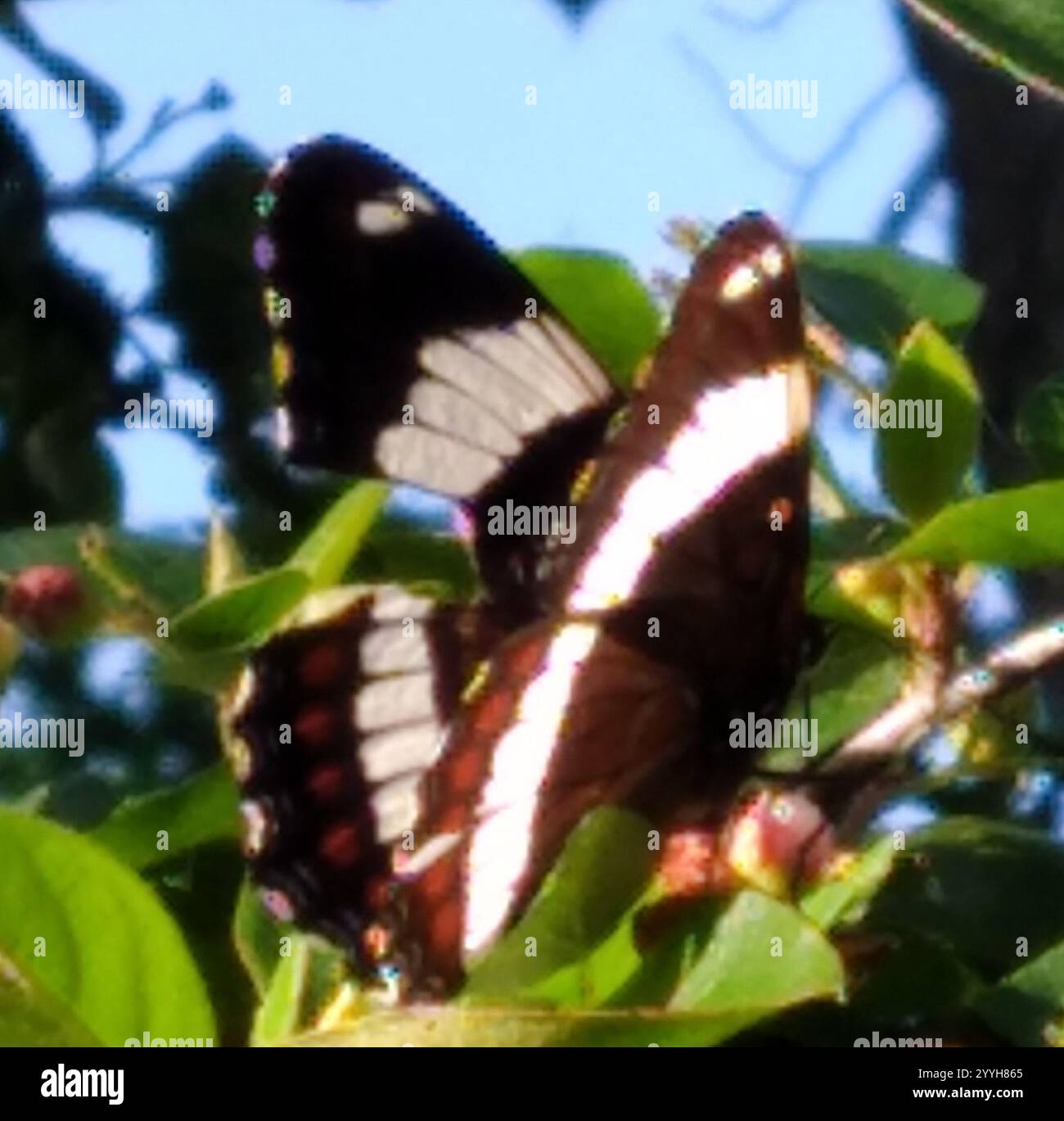 Western White Admiral (Limenitis arthemis rubrofasciata Stock Photo - Alamy