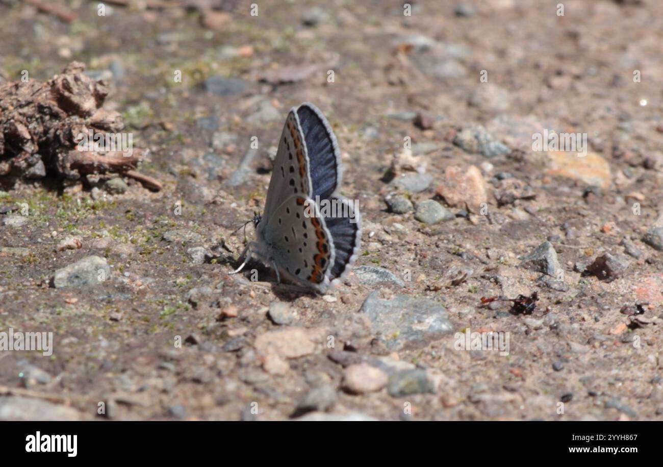Anna's Blue (Plebejus anna Stock Photo - Alamy