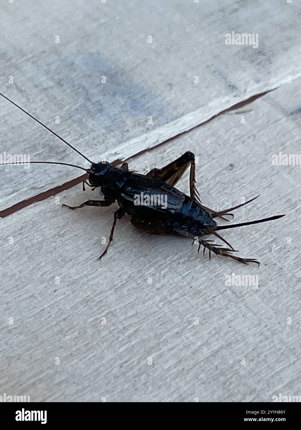 Spring Field Cricket (Gryllus veletis Stock Photo - Alamy