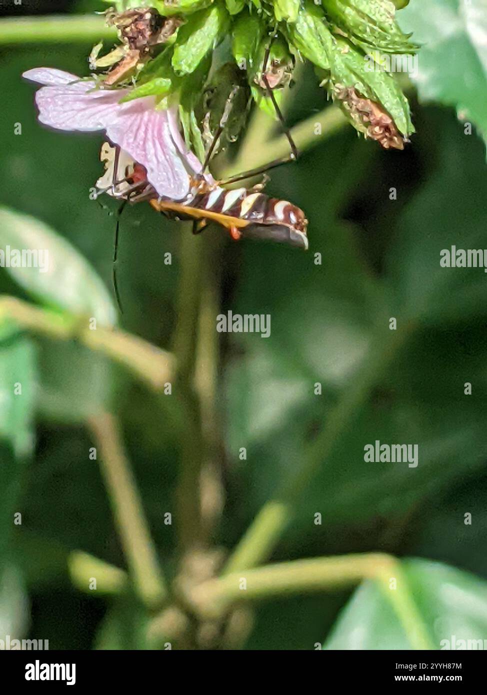 Cotton Stainer Bugs (Dysdercus Stock Photo - Alamy