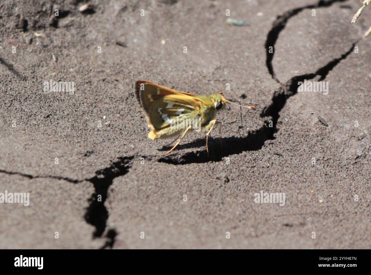 Western Branded Skipper (Hesperia colorado Stock Photo - Alamy