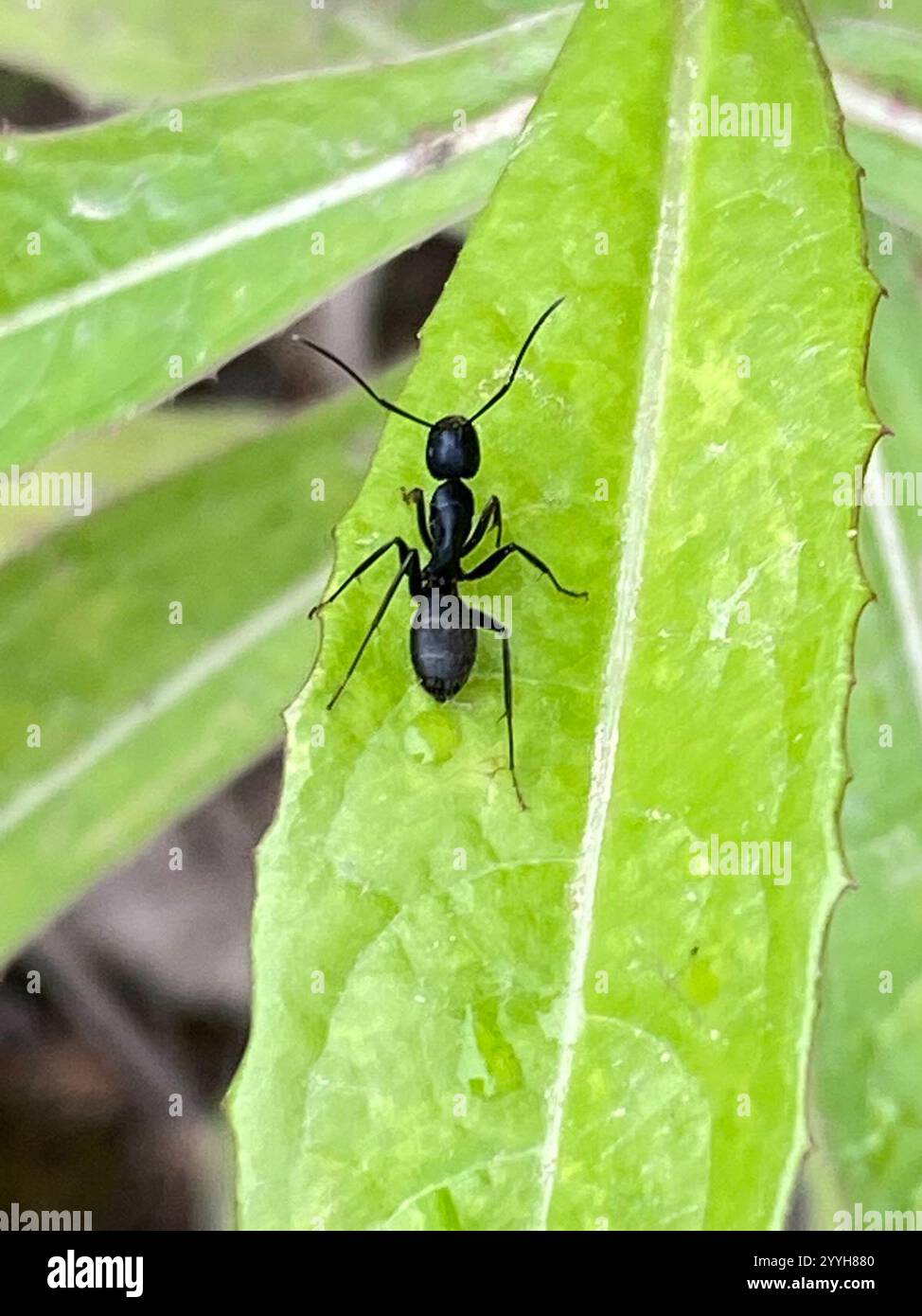 Japanese Carpenter Ant (Camponotus japonicus Stock Photo - Alamy