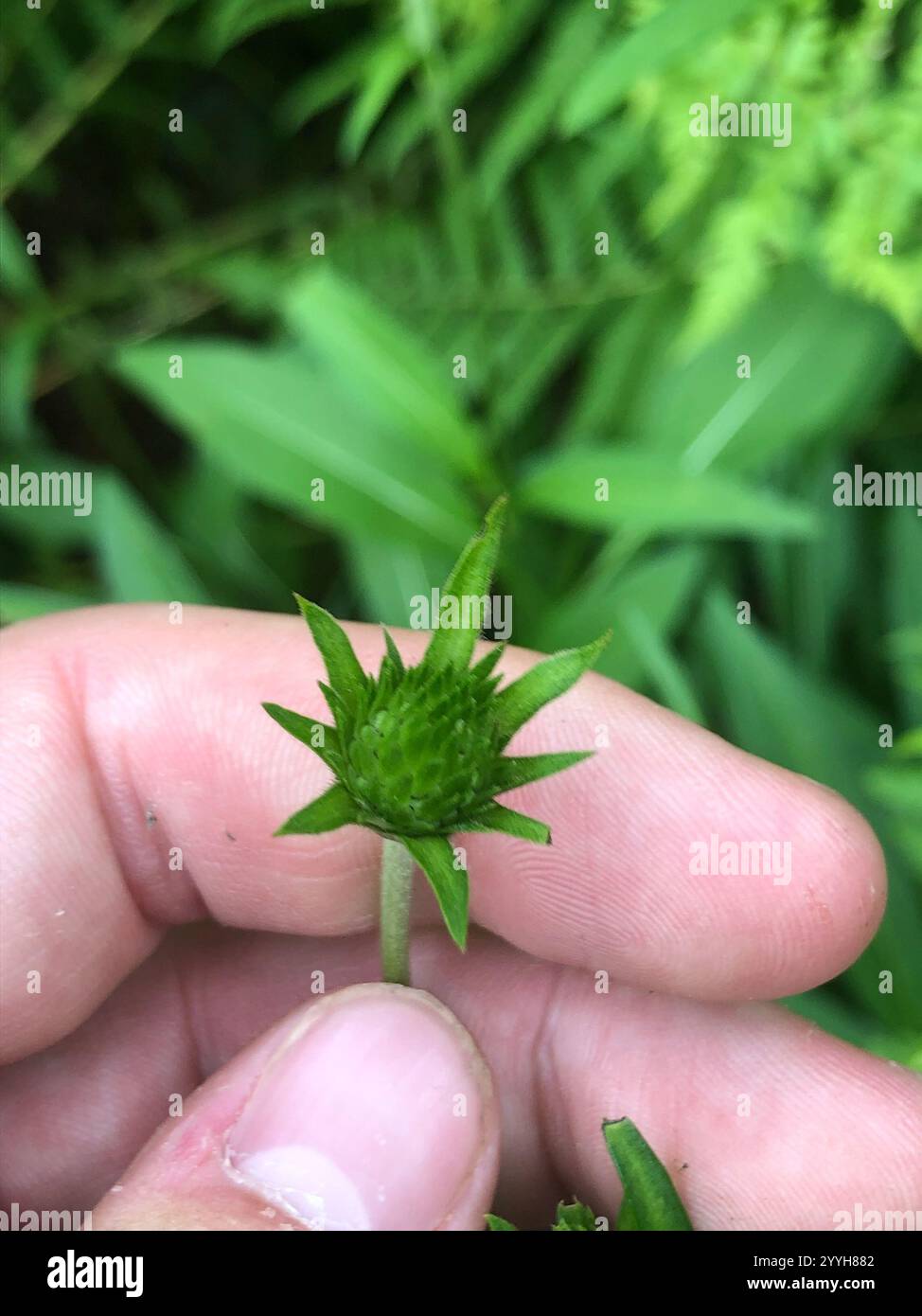 Devil's-bit Scabious (Succisa pratensis Stock Photo - Alamy