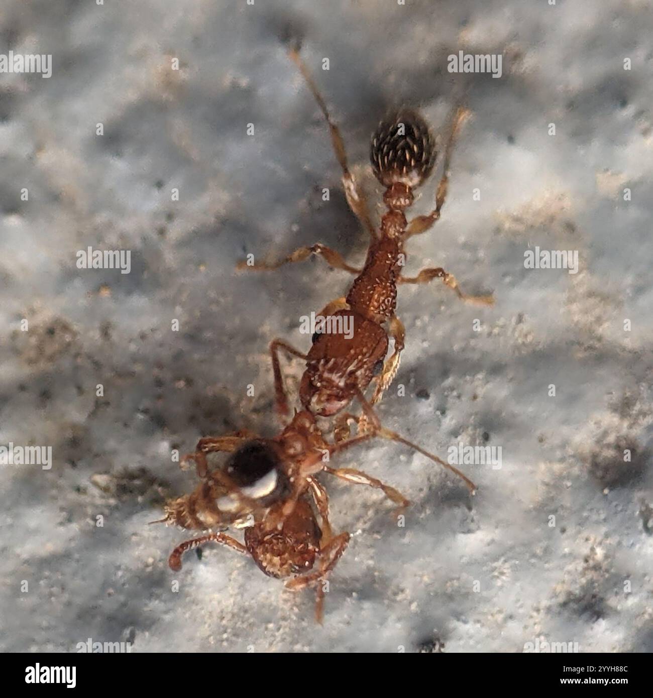 Bicolored Pennant Ant (Tetramorium bicarinatum Stock Photo - Alamy