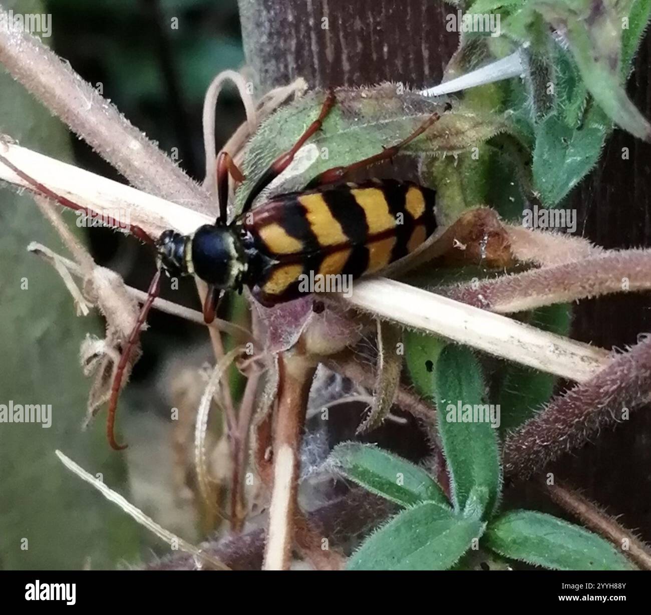 hornet beetle (Leptura aurulenta Stock Photo - Alamy