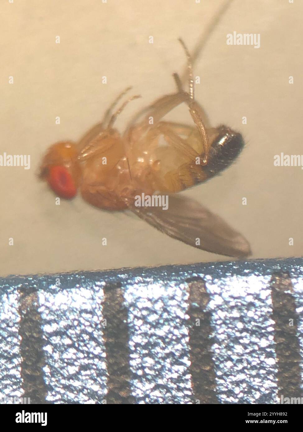 Fruit fly drosophila melanogaster hi-res stock photography and images ...
