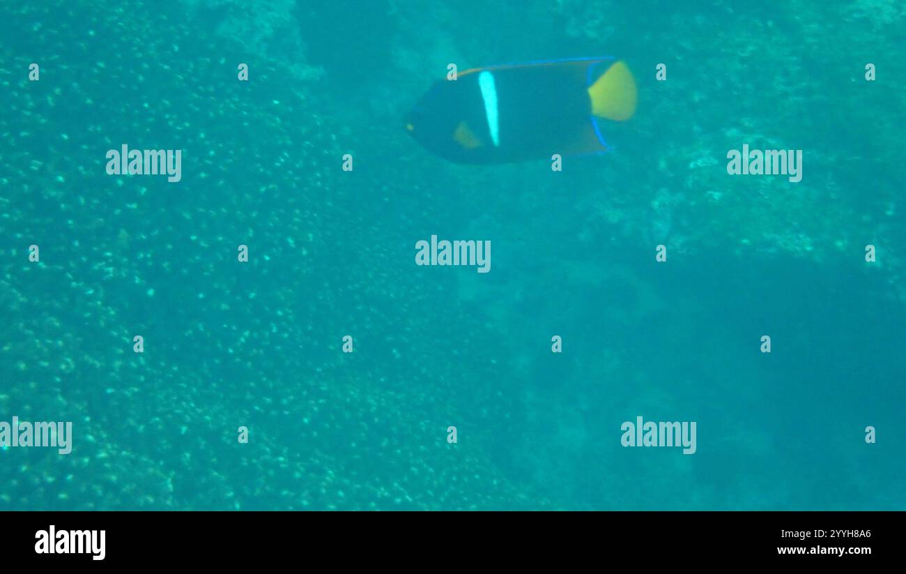 King Angelfish (Holacanthus passer Stock Photo - Alamy