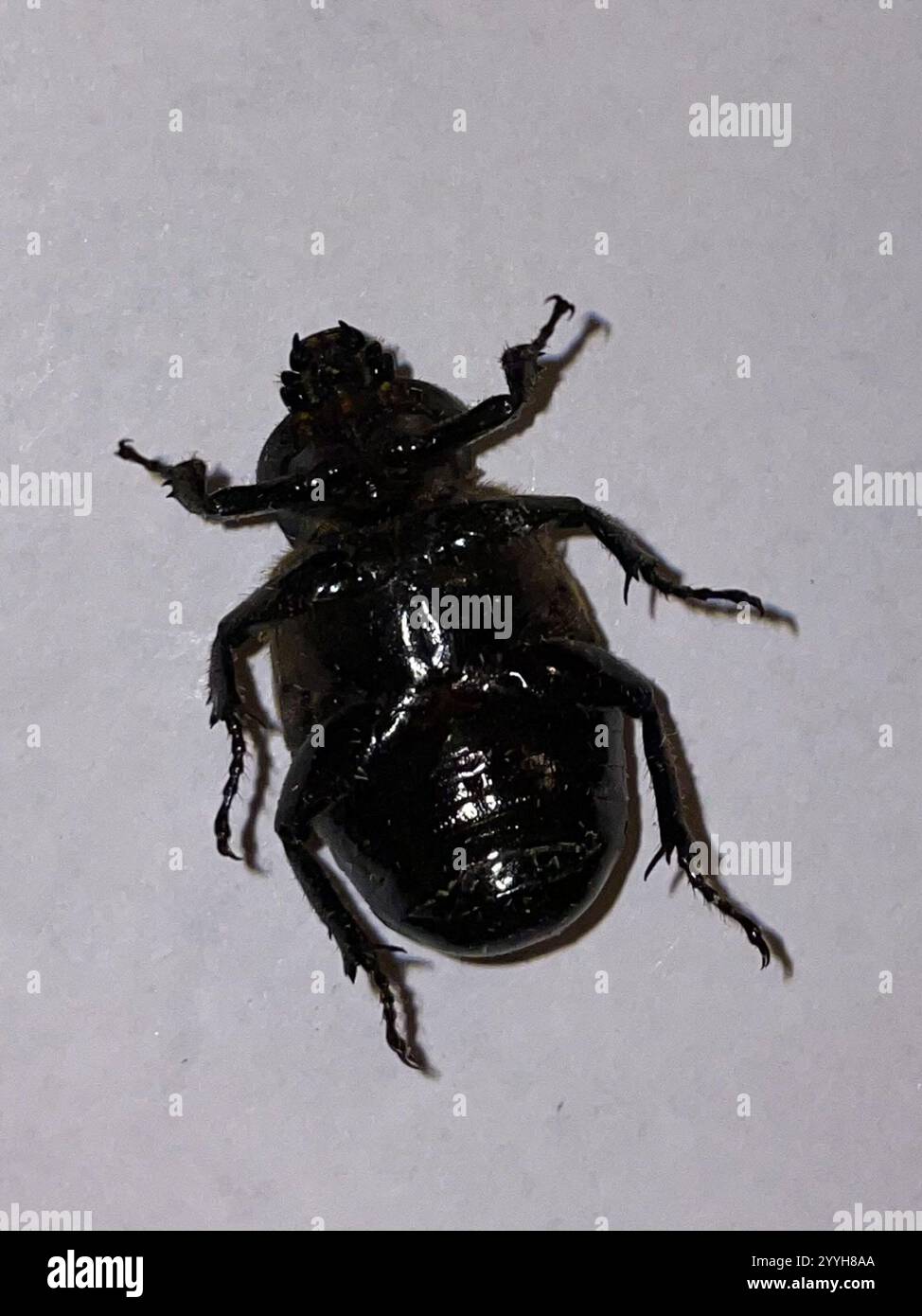 Hermit flower beetle hi-res stock photography and images - Alamy
