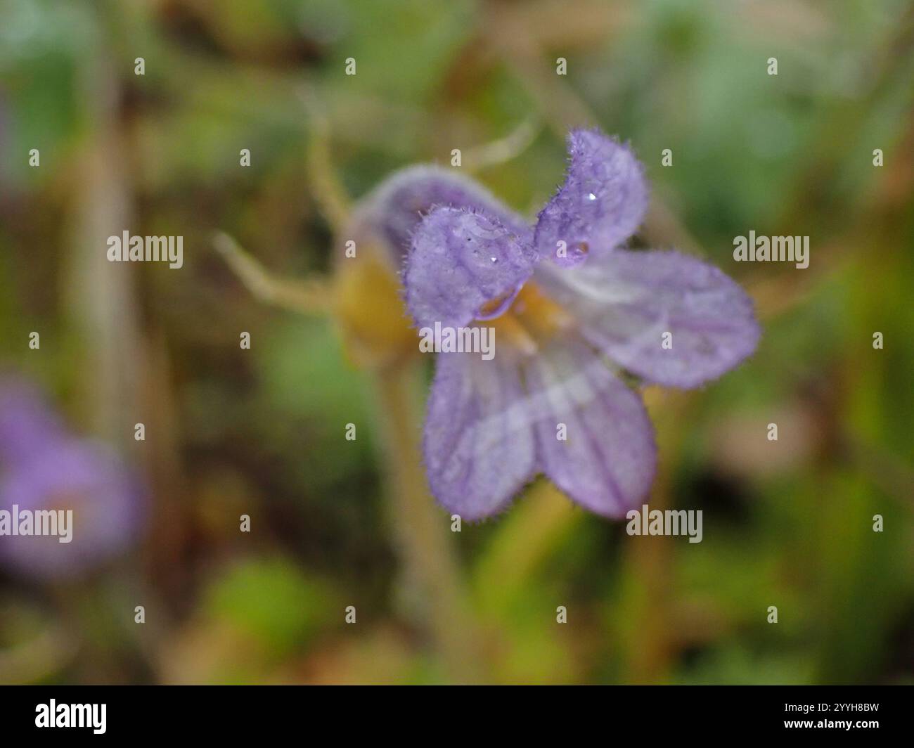 oneflower broomrape (Aphyllon purpureum Stock Photo - Alamy