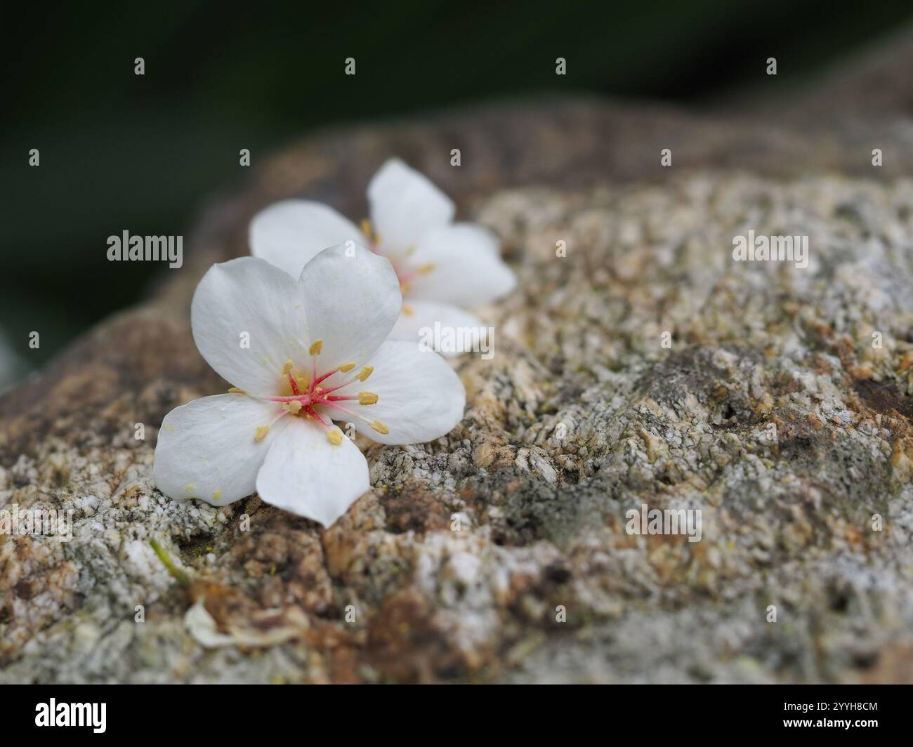 mu oil tree (Vernicia montana Stock Photo - Alamy