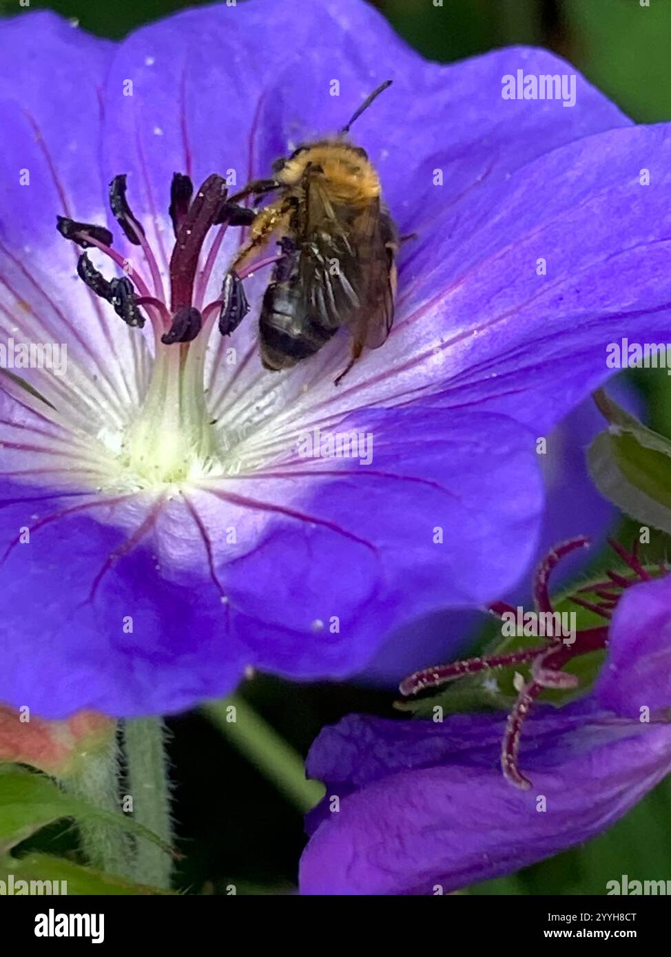 Mining Bees (Andrena Stock Photo - Alamy
