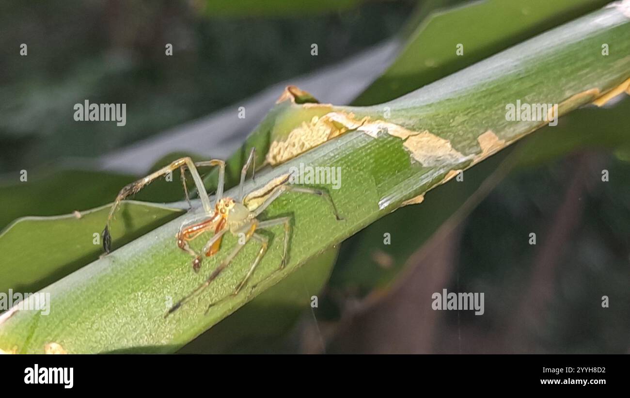 Translucent Green Jumping Spiders (Lyssomanes Stock Photo - Alamy