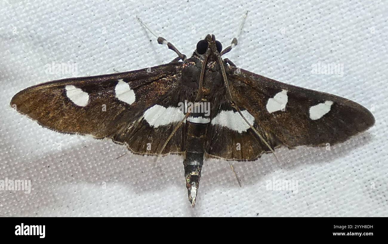 Grape Leaffolder Moth (Desmia funeralis Stock Photo - Alamy