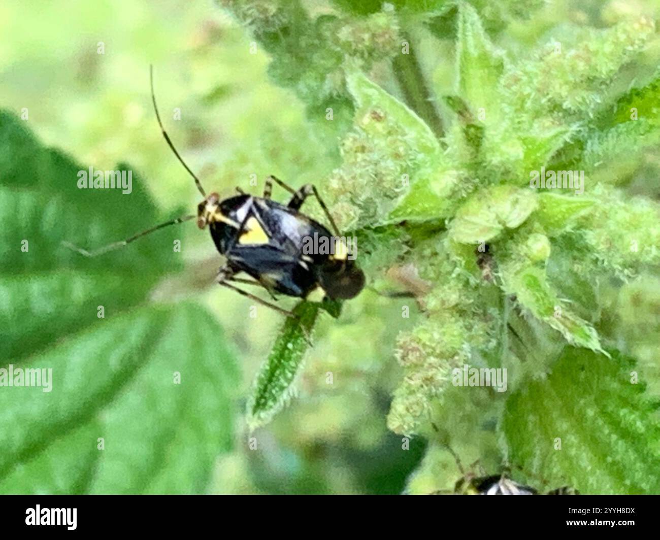 Three Spotted Nettle Bug (Liocoris tripustulatus Stock Photo - Alamy