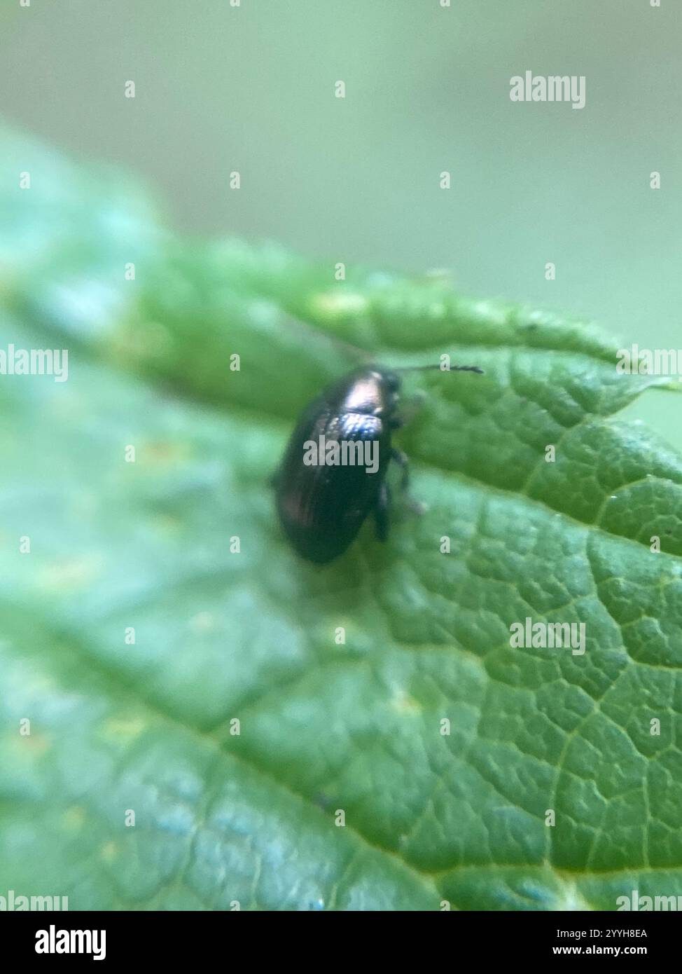 Flea Beetles (Alticini Stock Photo - Alamy