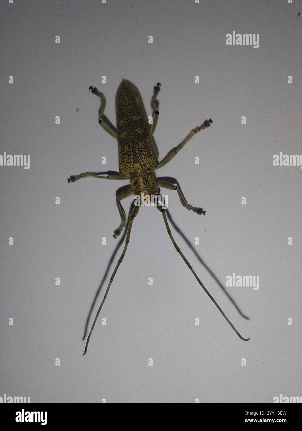 Poplar Borer (Saperda calcarata Stock Photo - Alamy