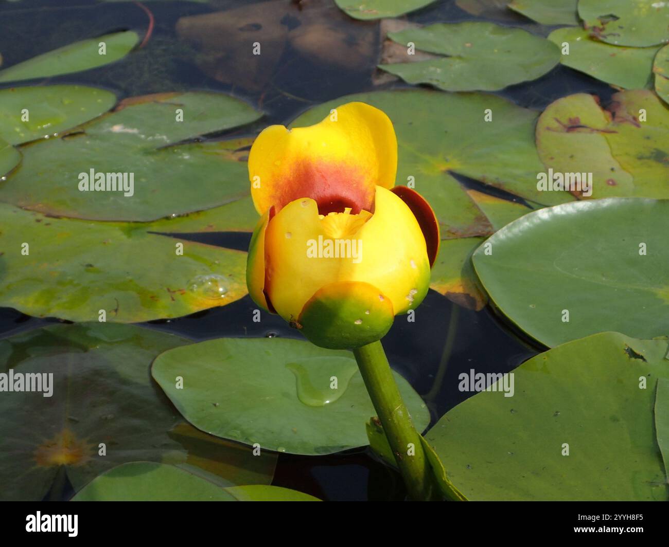 Variegated Yellow Pond-Lily (Nuphar variegata Stock Photo - Alamy