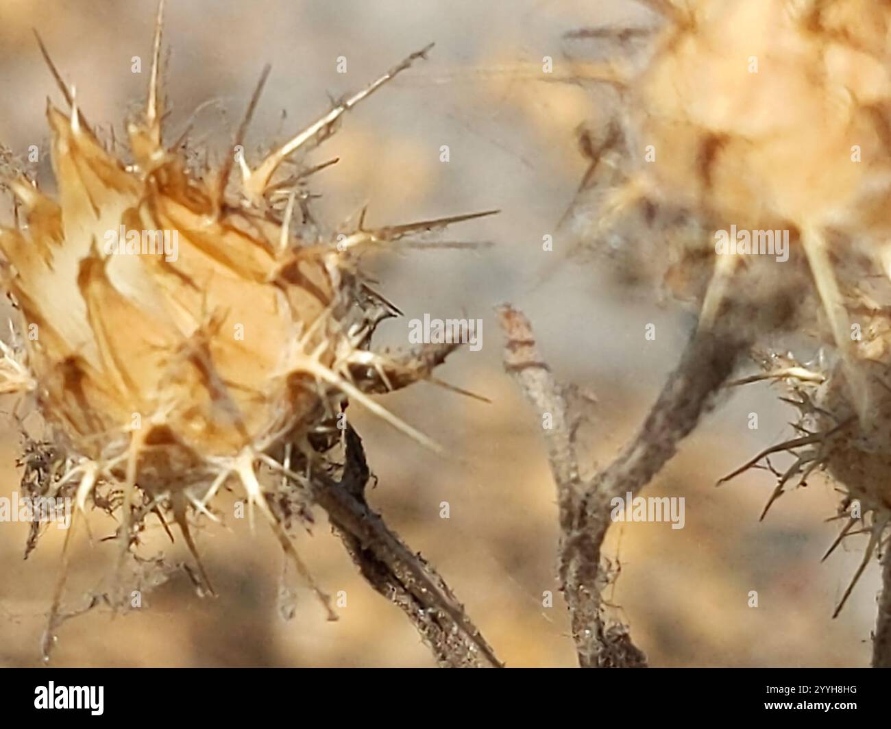 Maltese star-thistle (Centaurea melitensis Stock Photo - Alamy