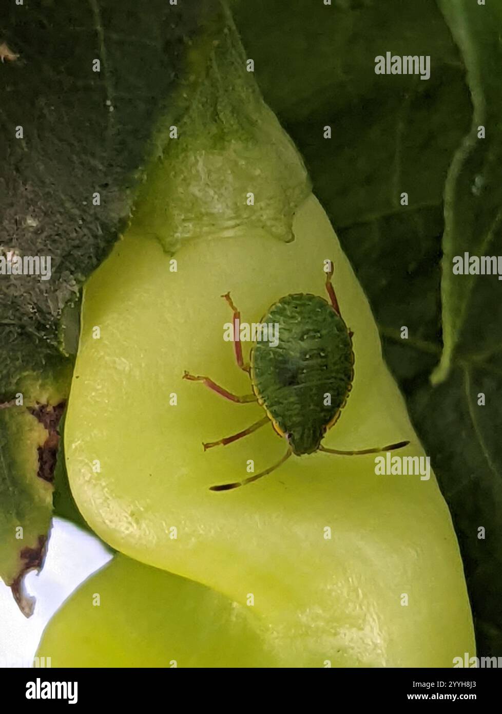 Spined green stink bug (Loxa flavicollis Stock Photo - Alamy