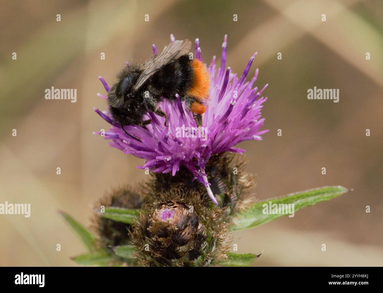 Red-tailed Bumble Bee (Bombus lapidarius Stock Photo - Alamy