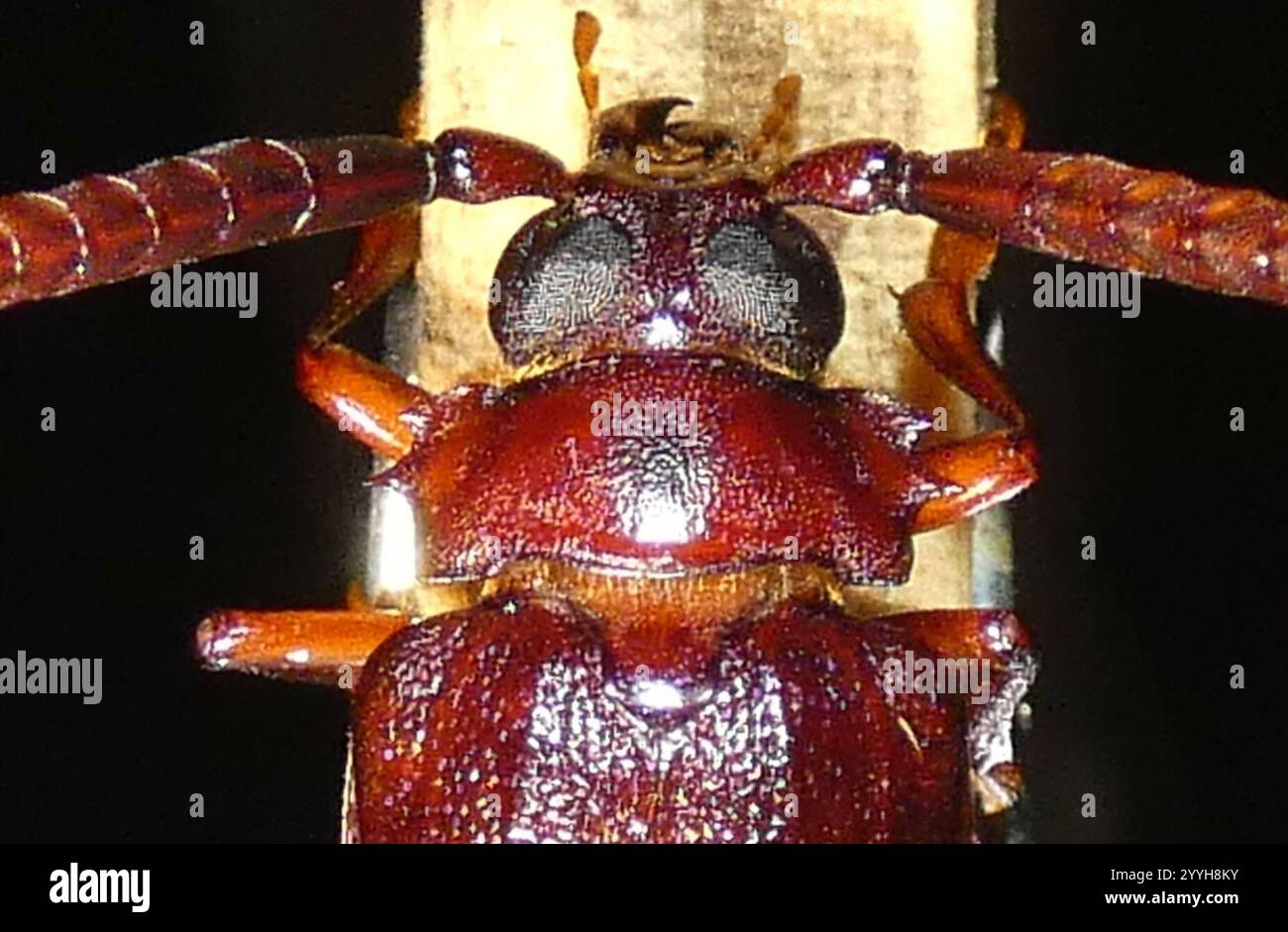 Prionus imbricornis hi-res stock photography and images - Alamy