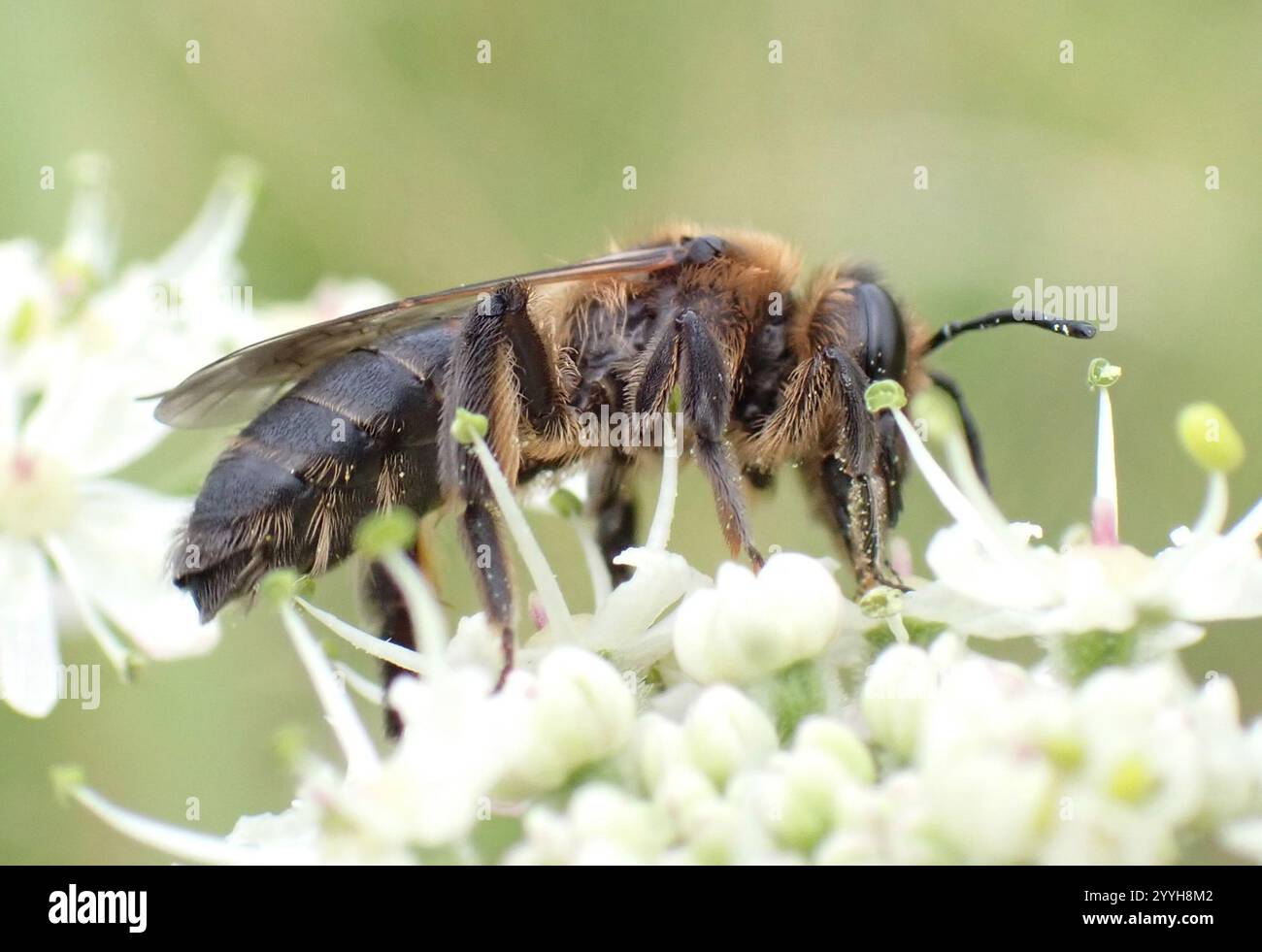Mining Bees (Andrena Stock Photo - Alamy