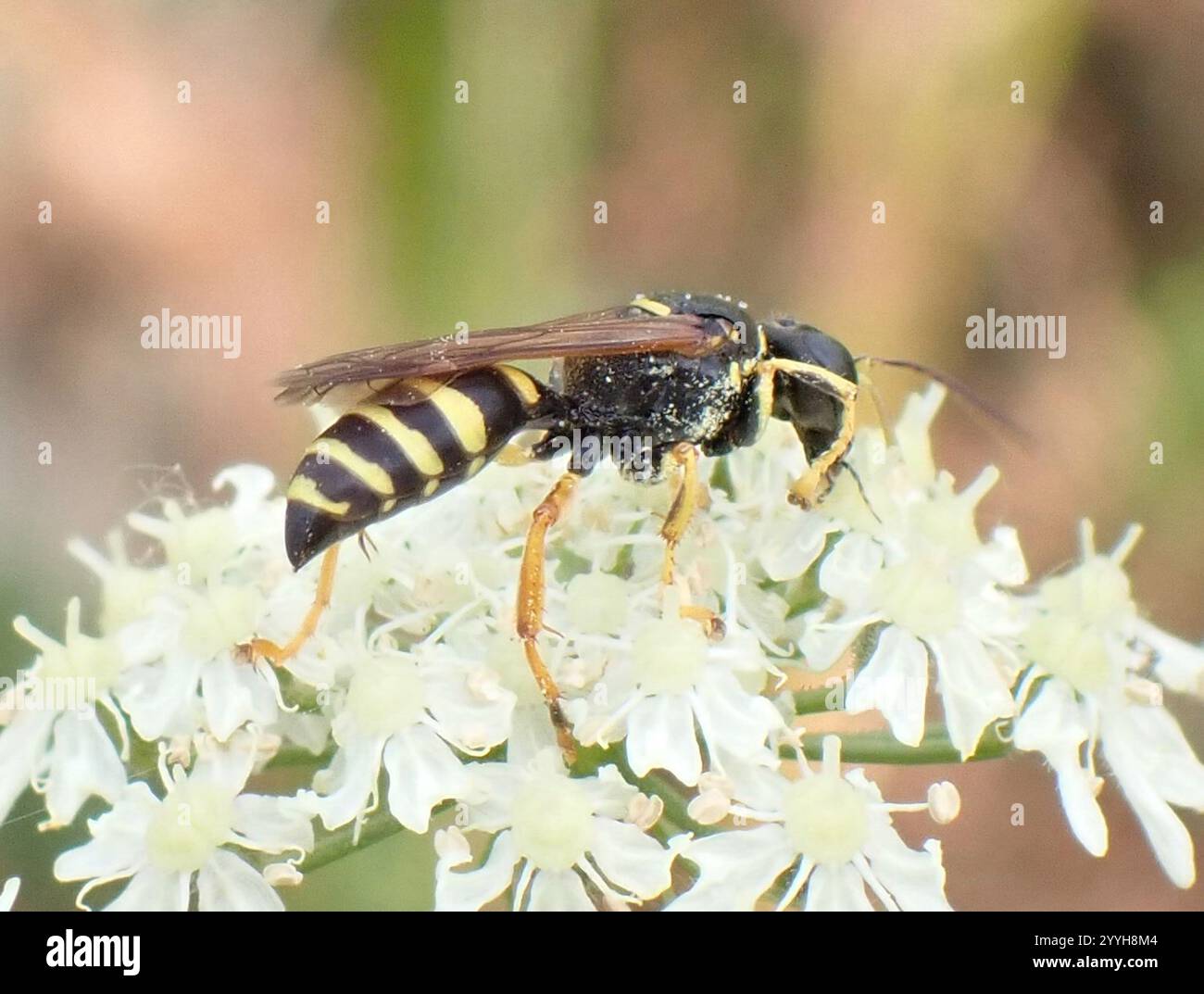 Gorytes hi-res stock photography and images - Alamy