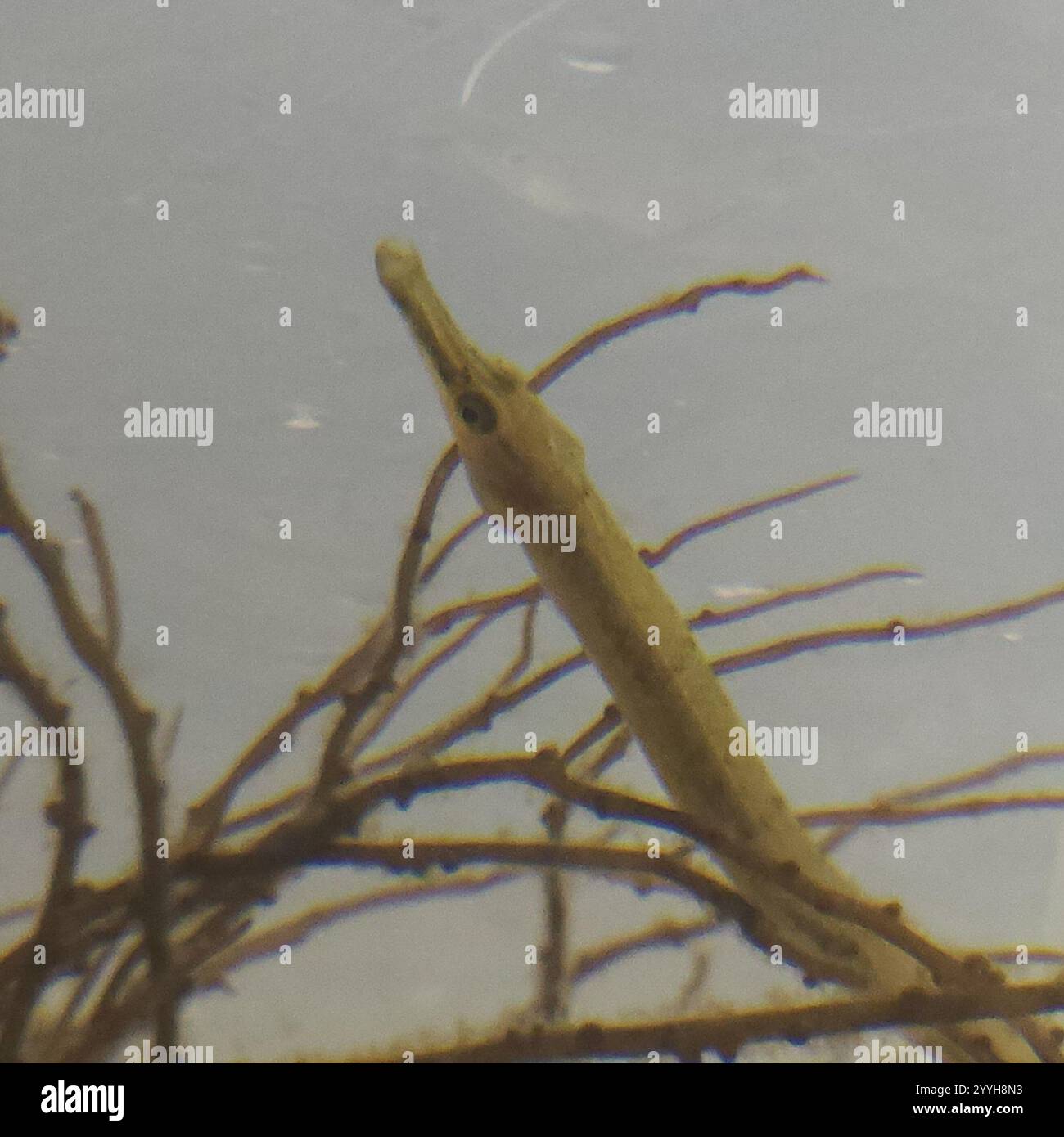 Northern Pipefish (Syngnathus fuscus Stock Photo - Alamy