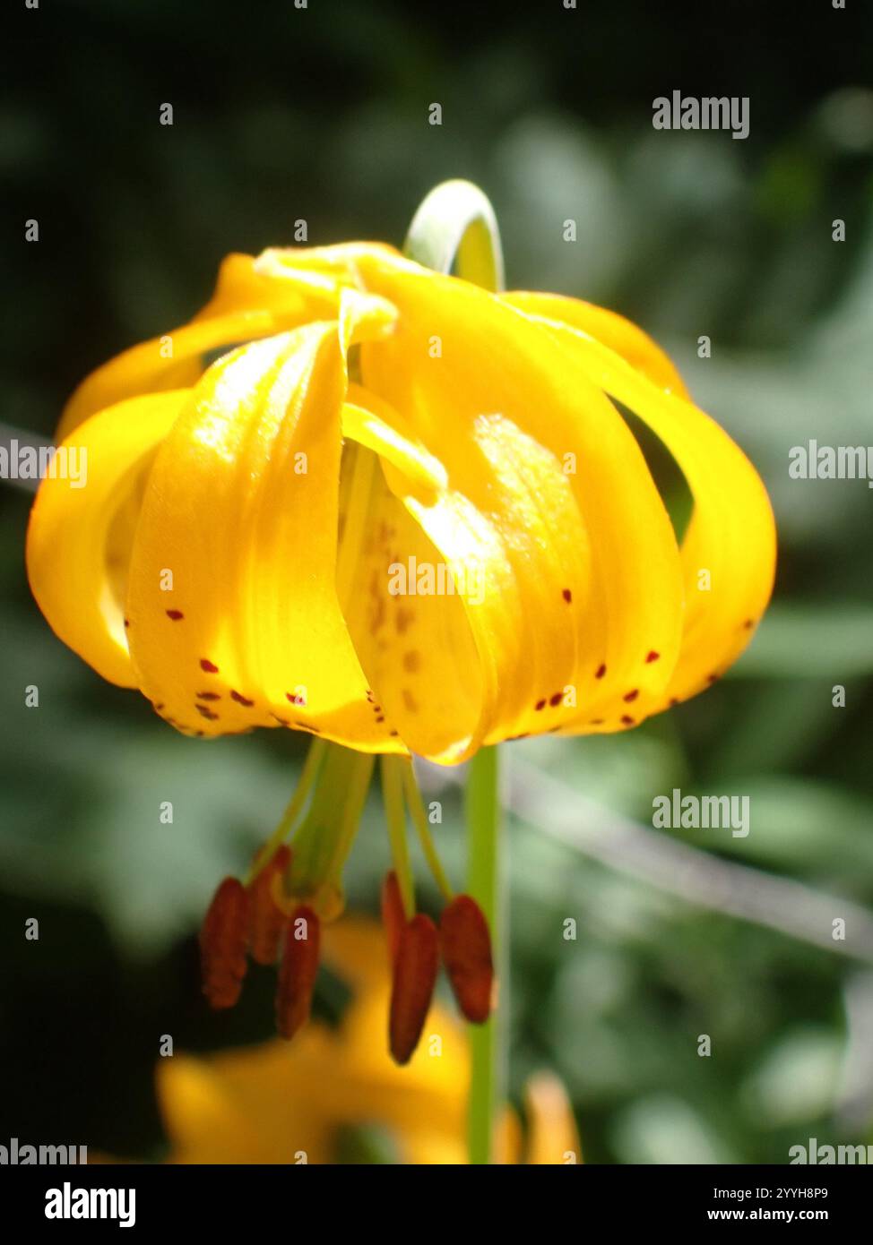 Columbia lily (Lilium columbianum Stock Photo - Alamy