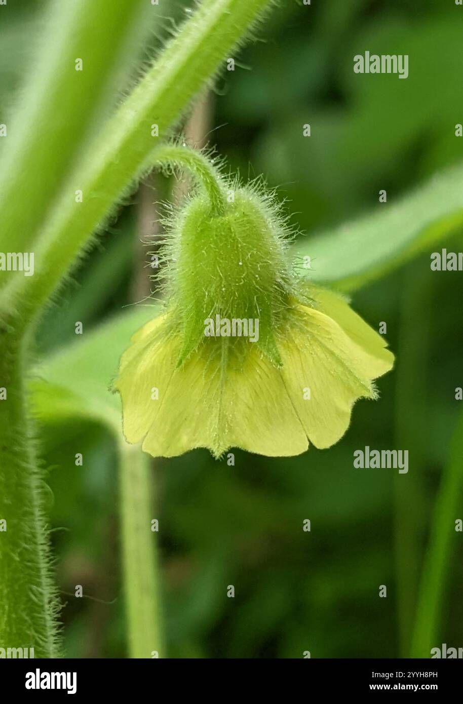 Physalis heterophylla hi-res stock photography and images - Alamy