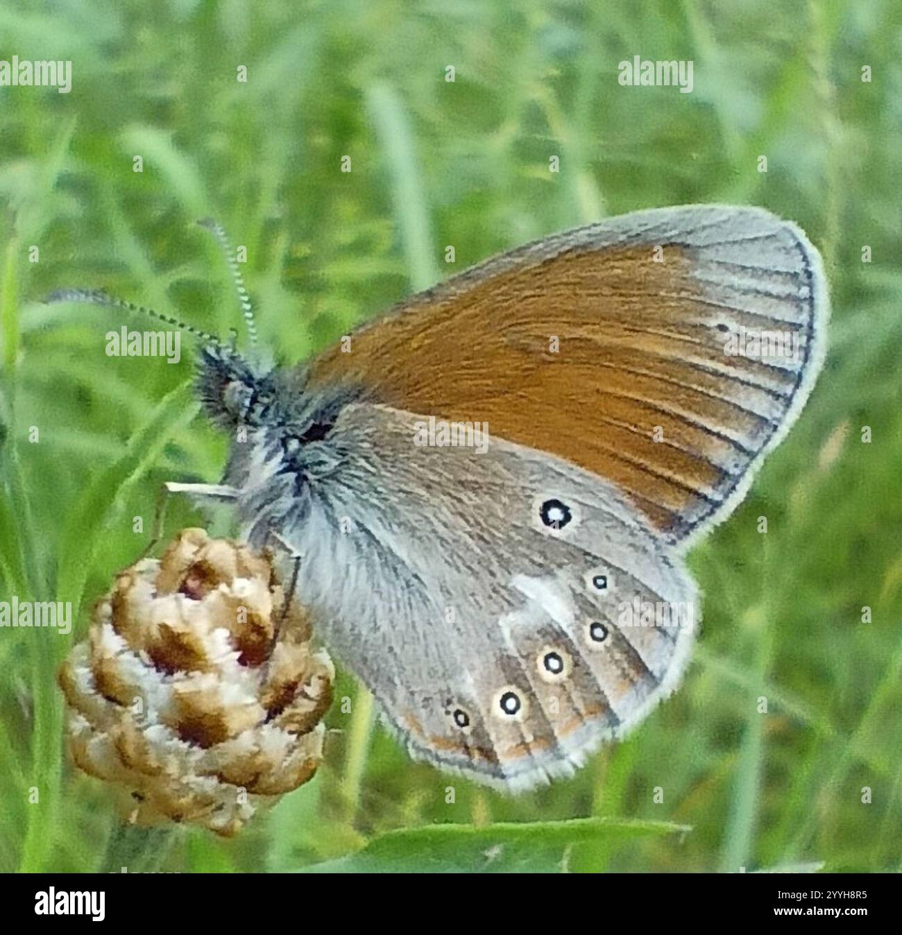 Chestnut Heath (Coenonympha glycerion Stock Photo - Alamy