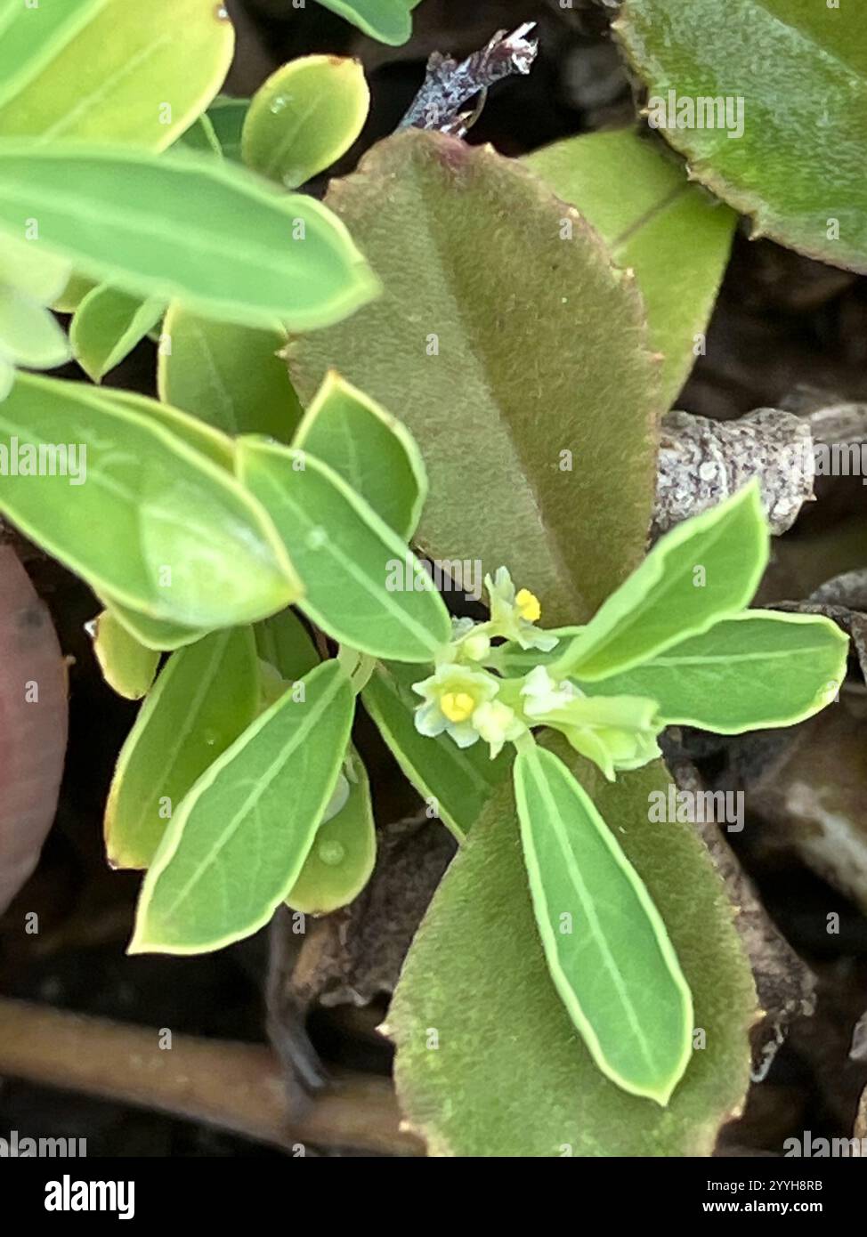 Smartweed Leafflower (Phyllanthus polygonoides Stock Photo - Alamy