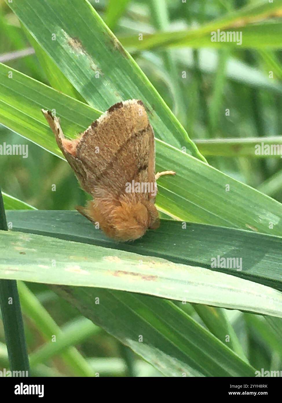 Forest Tent Caterpillar Moth (Malacosoma disstria Stock Photo - Alamy