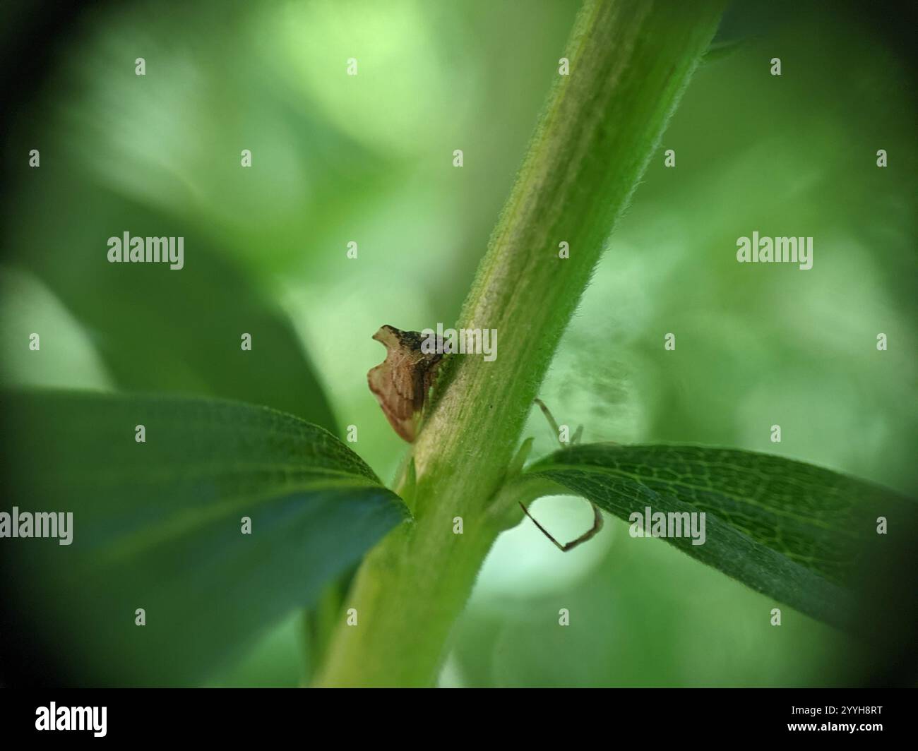 Keeled Treehopper (Entylia carinata Stock Photo - Alamy