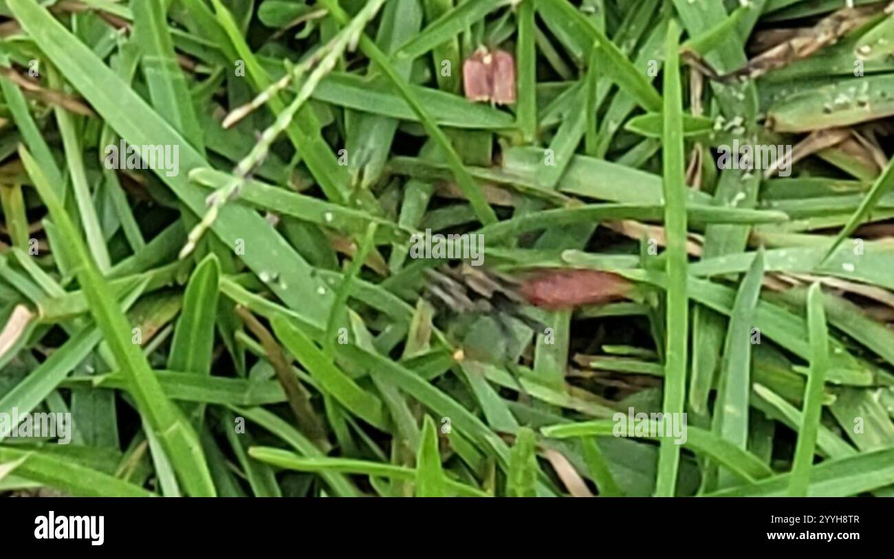 Larra bicolor hi-res stock photography and images - Alamy