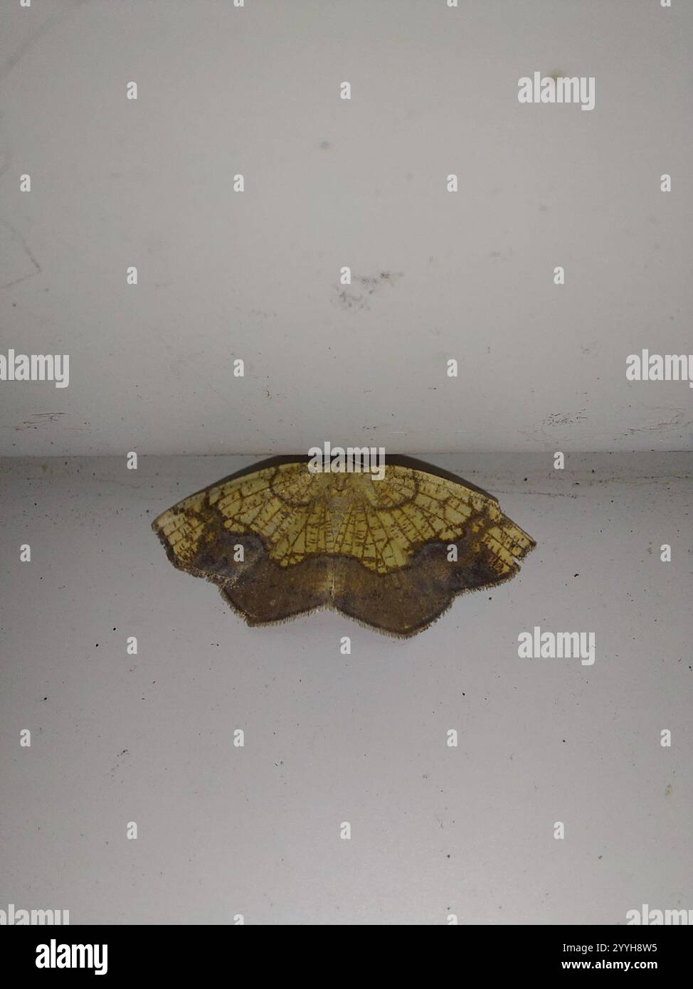 Horned spanworm hi-res stock photography and images - Alamy
