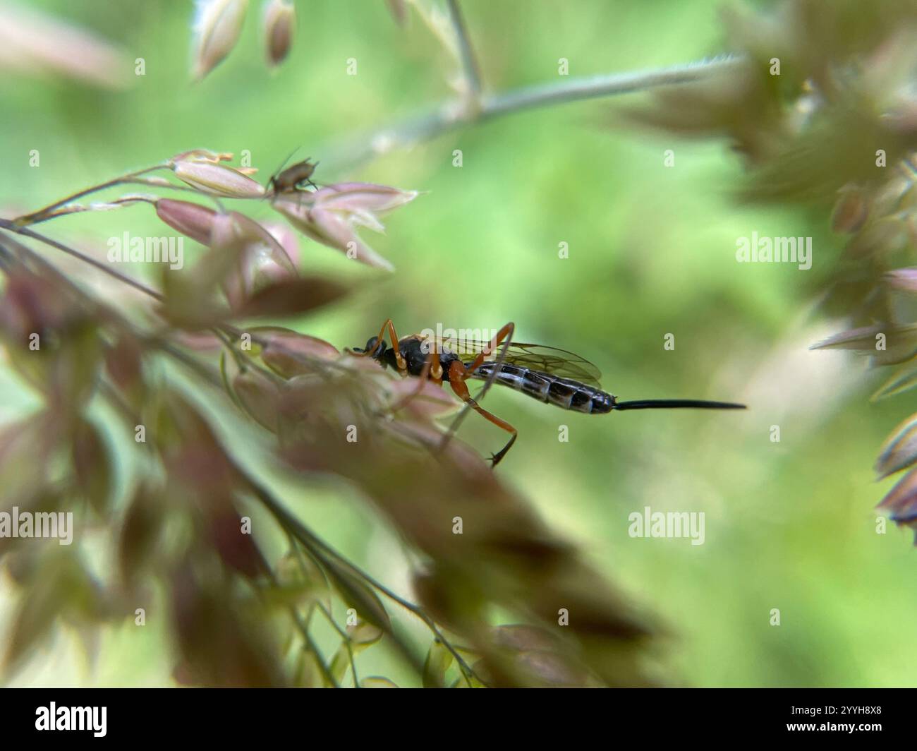 Ichneumonid Wasps (Ichneumonidae Stock Photo - Alamy