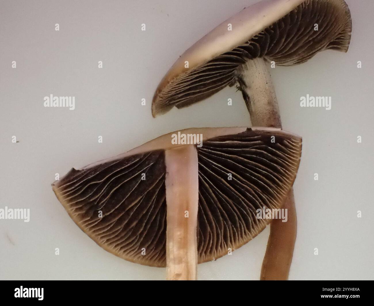 Banded Mottlegill (Panaeolus cinctulus Stock Photo - Alamy