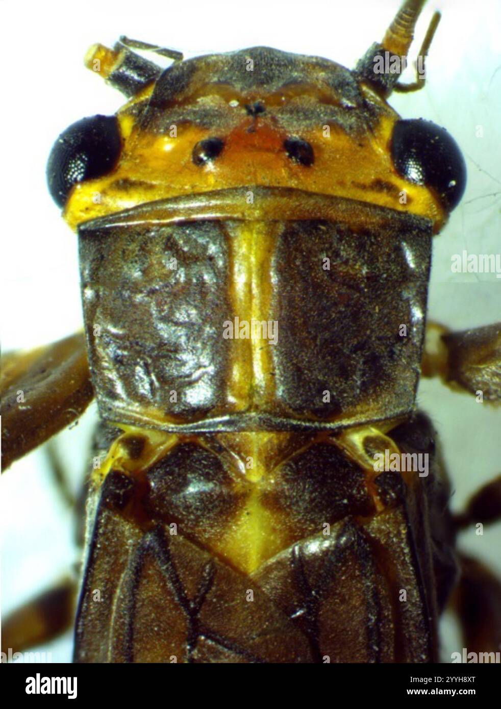 Common Stoneflies (Perlidae Stock Photo - Alamy